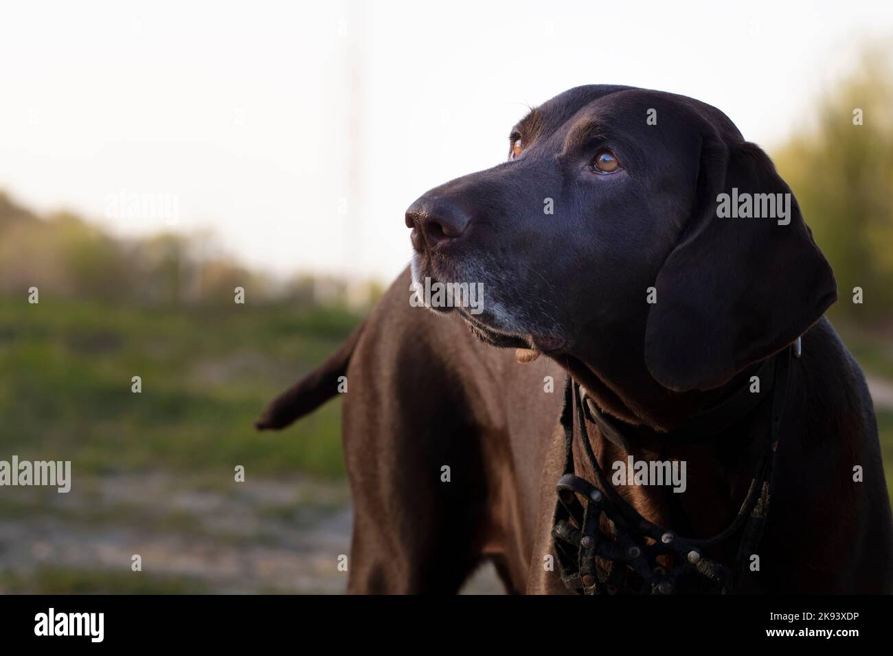 Dog German shorthaired pointer breed close-up Stock Photo - Alamy