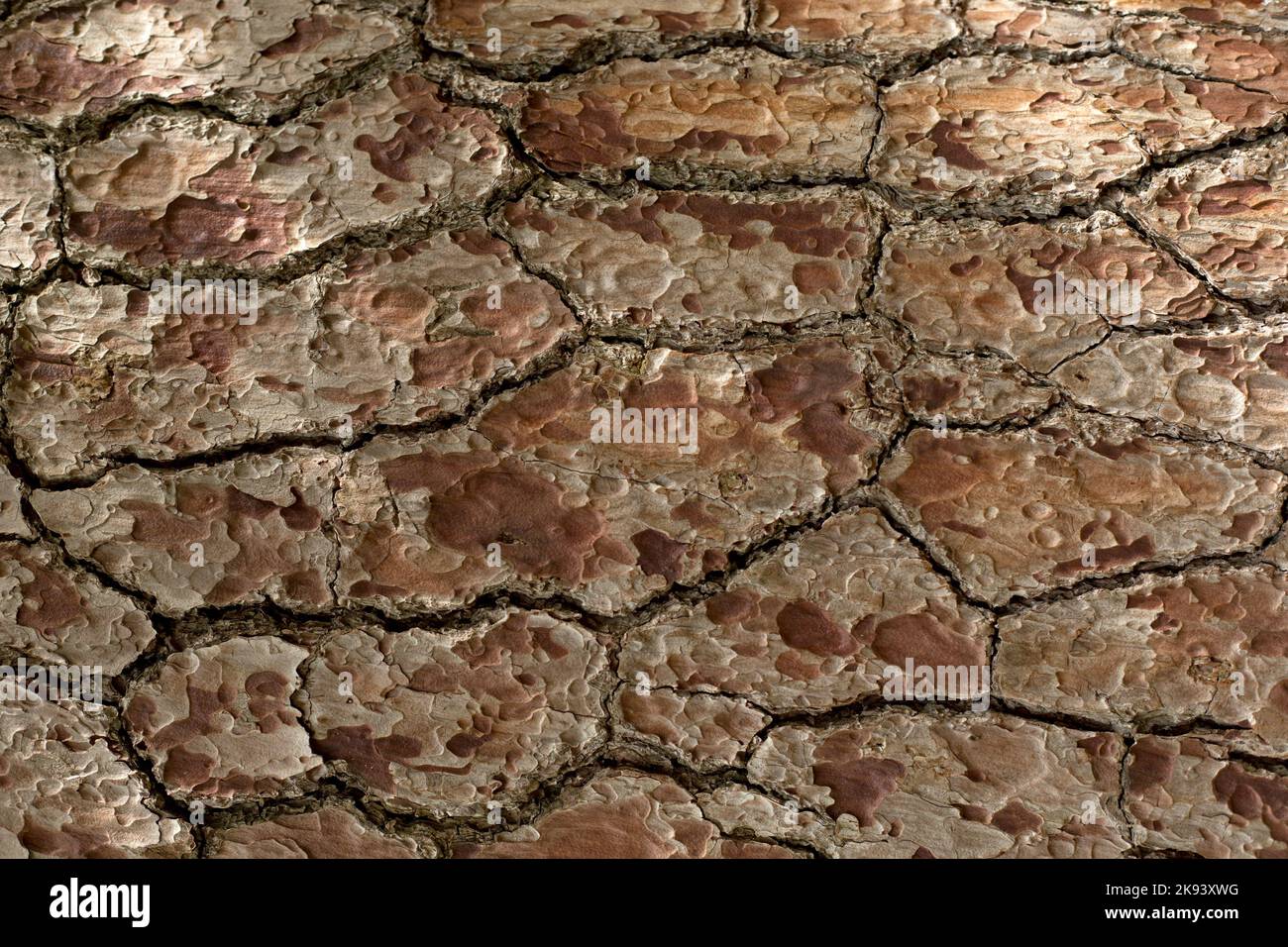 Rough pine hi-res stock photography and images - Alamy