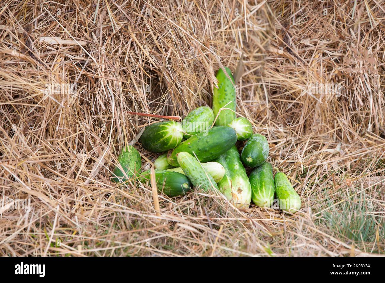 There are cucumbers on the straw. Rustic background with straw and ...