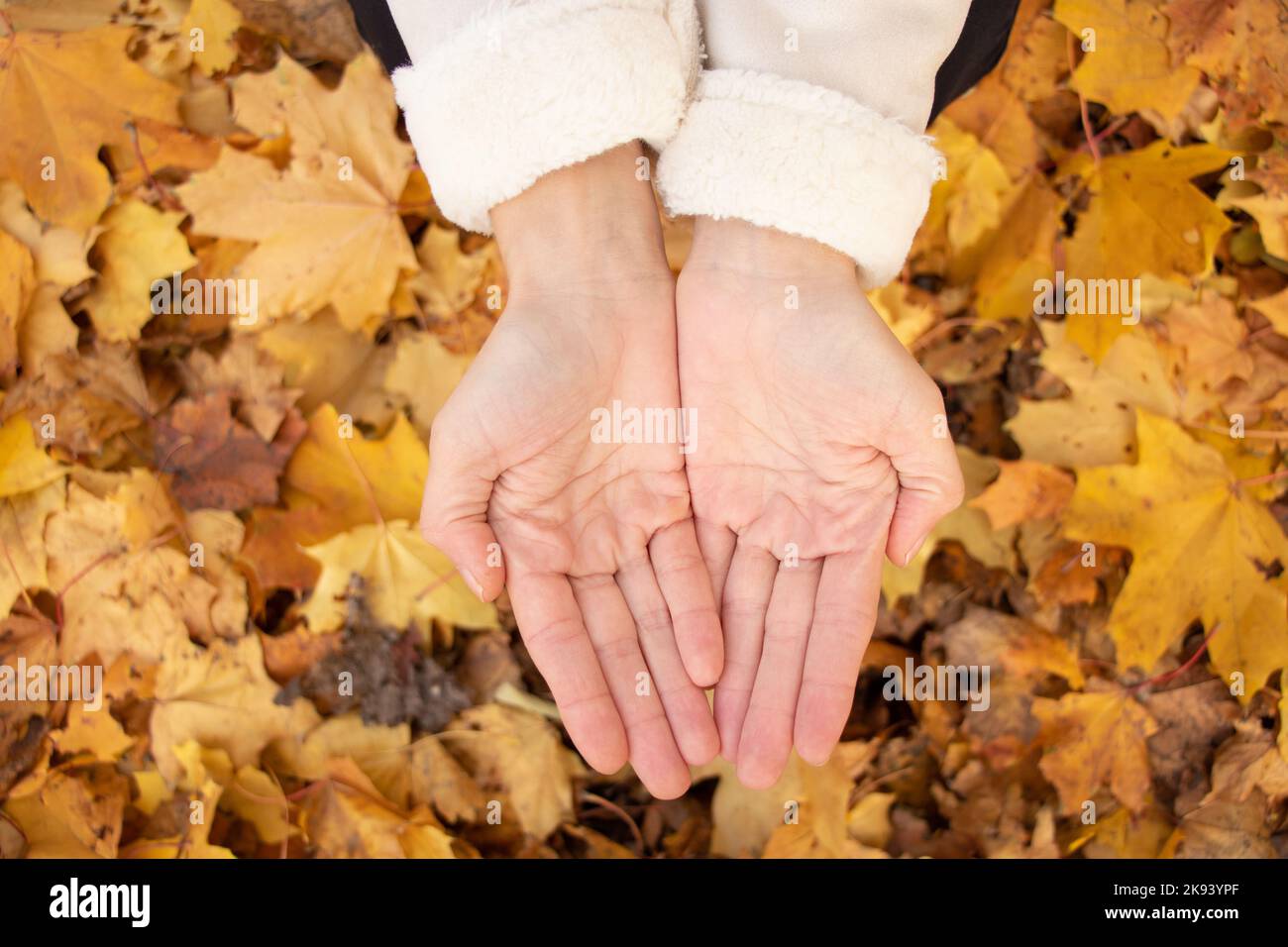 two female hands together on the street in the park in autumn, female ...
