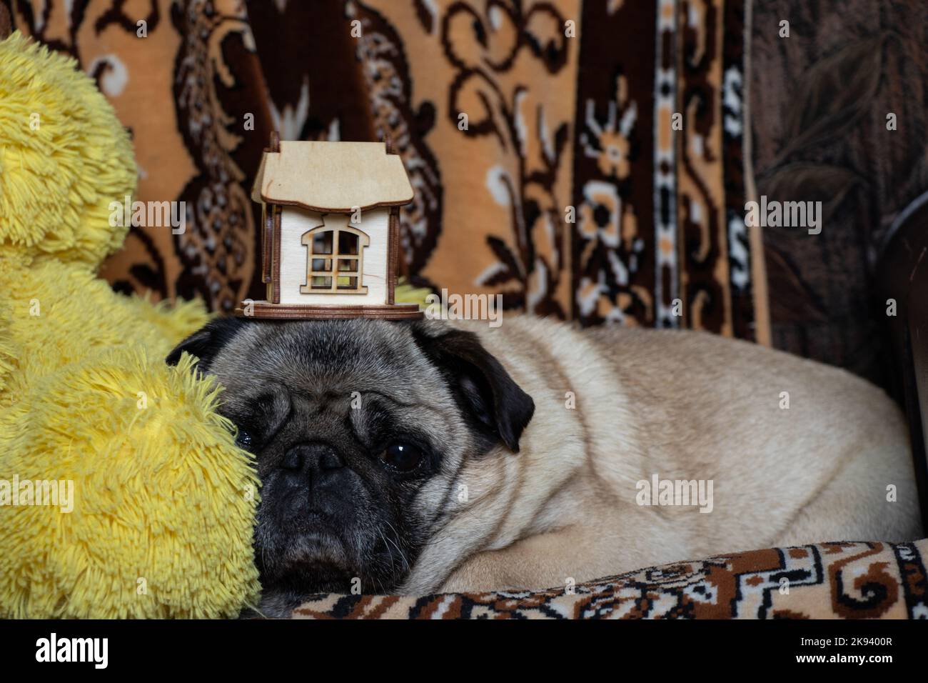 pug dog sleeps on an armchair in a room in the afternoon with a wooden ...