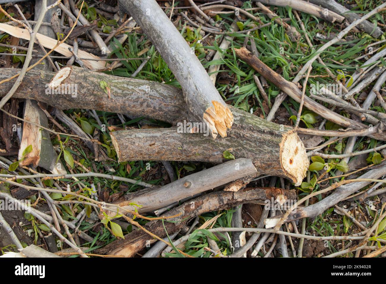 a bunch of branches after pruning a poplar tree in spring lie Stock ...