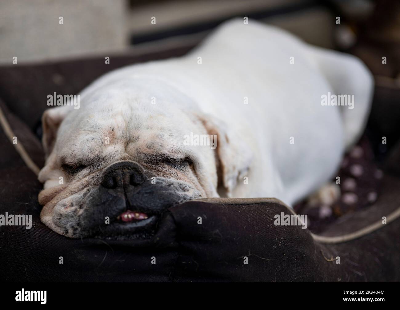 Heideblick, Germany. 03rd Oct, 2022. A sick bulldog sleeps in a dog bed ...