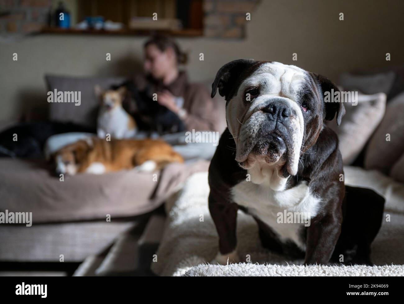 Heideblick, Germany. 03rd Oct, 2022. A sick bulldog sits on the sofa in ...