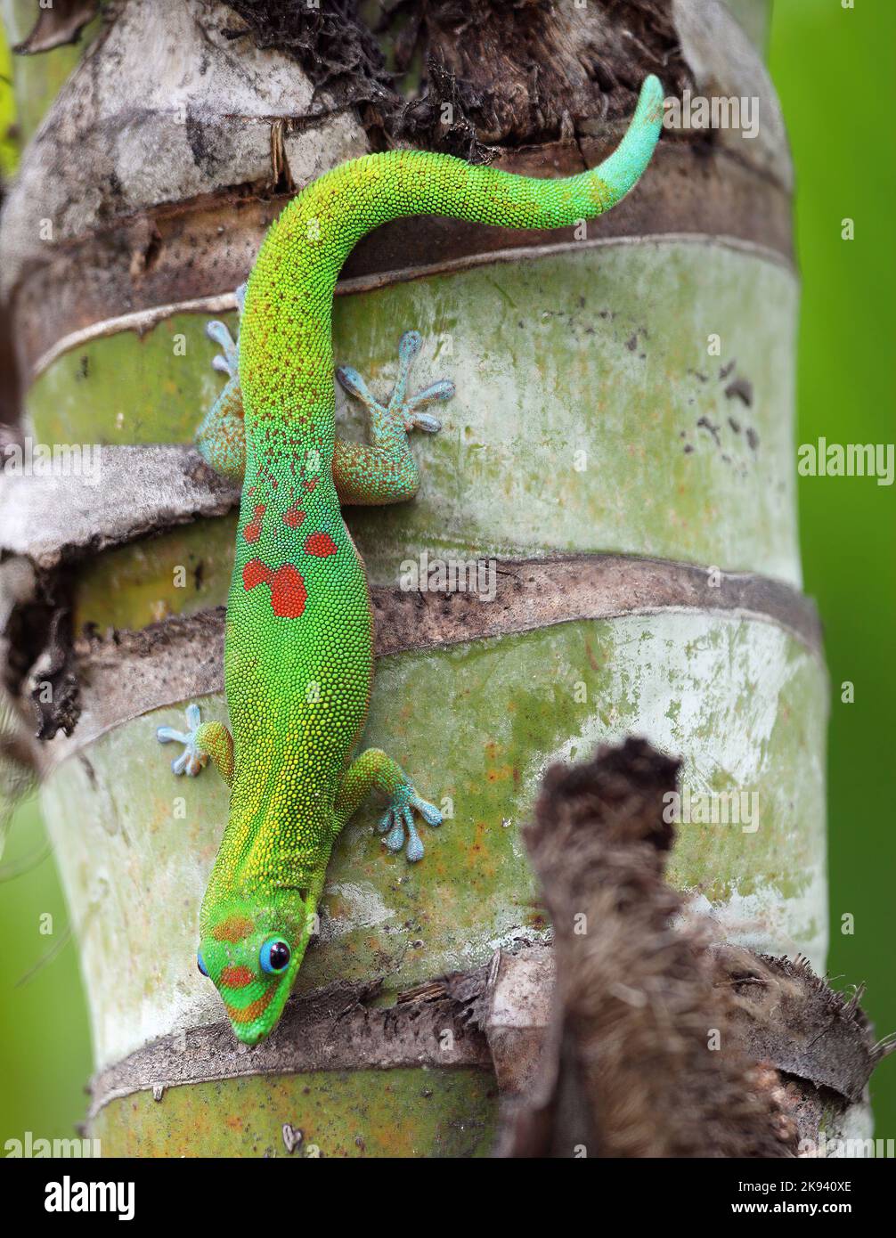 Green gecko on hawaii hi-res stock photography and images - Alamy