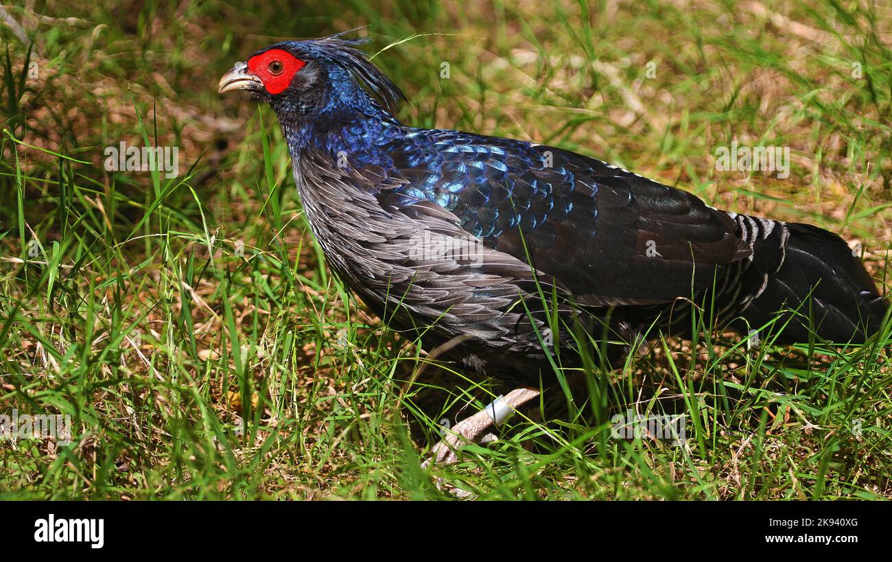 Kalij pheasant, bird of Hawaii Stock Photo - Alamy