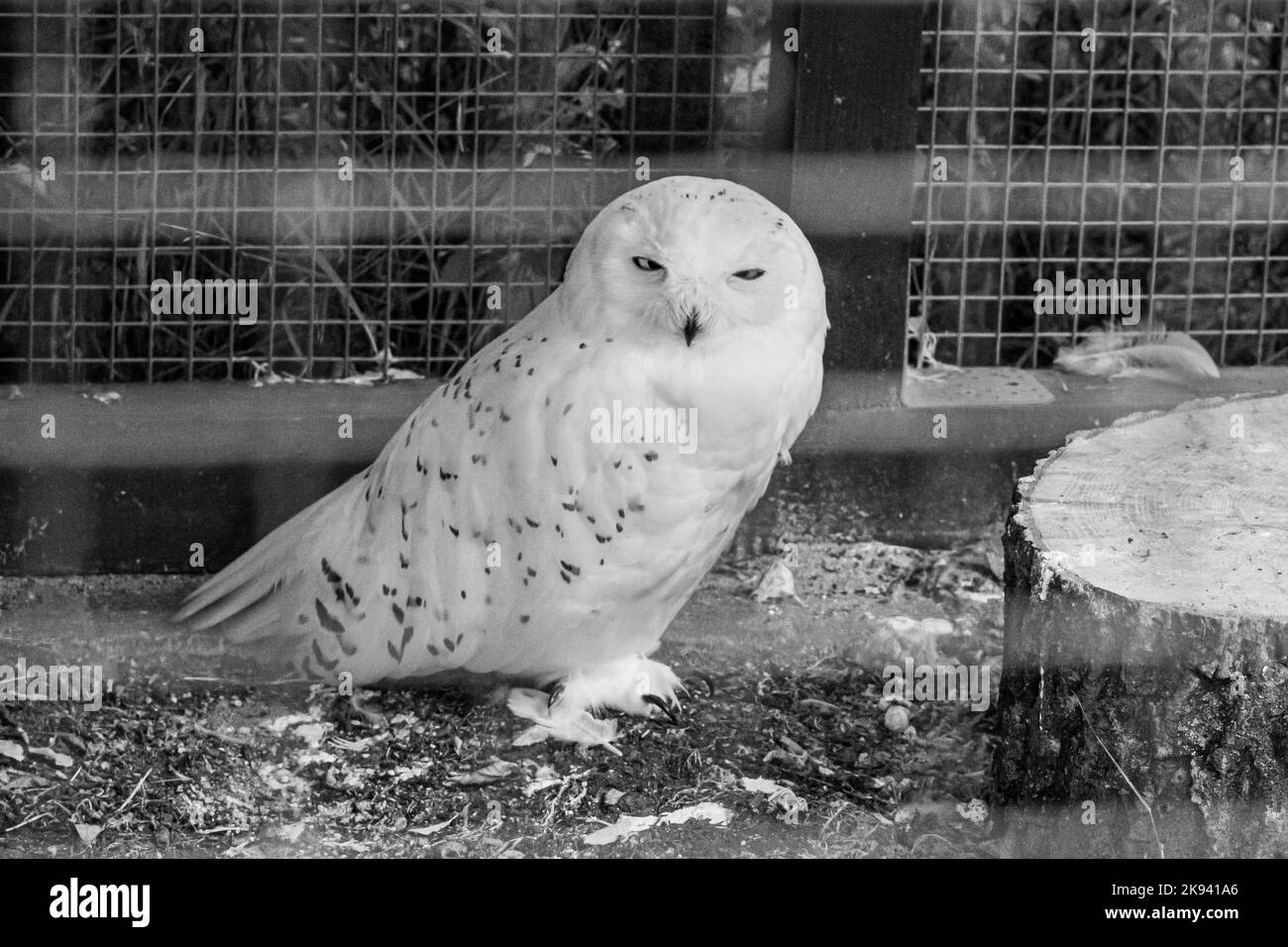 Cute titmouse Black and White Stock Photos & Images - Alamy