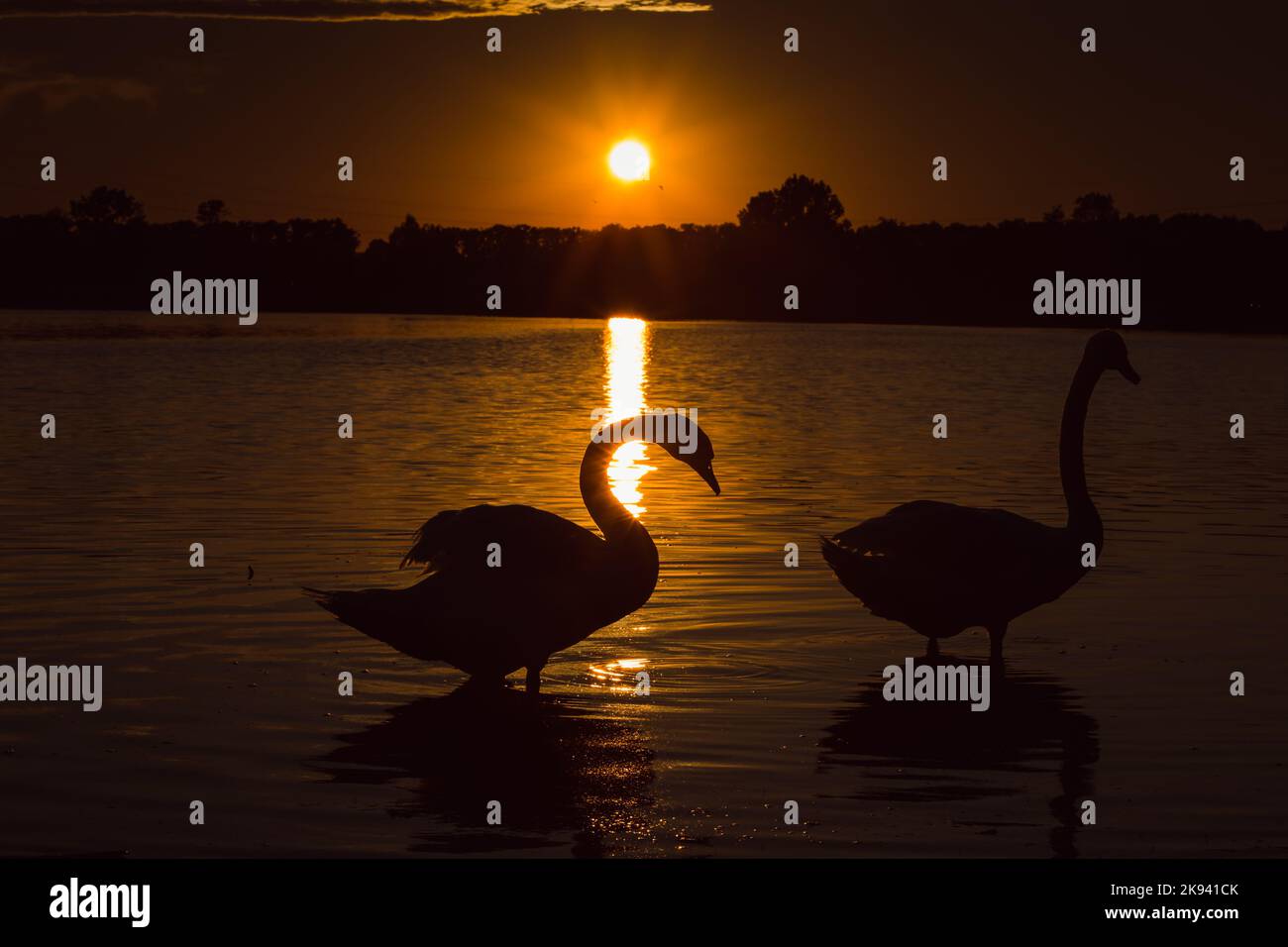 Pair of swans at sunset hi-res stock photography and images - Alamy