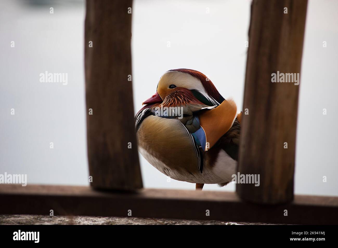 The mandarin duck sits on the shore of the lake behind the fence ...