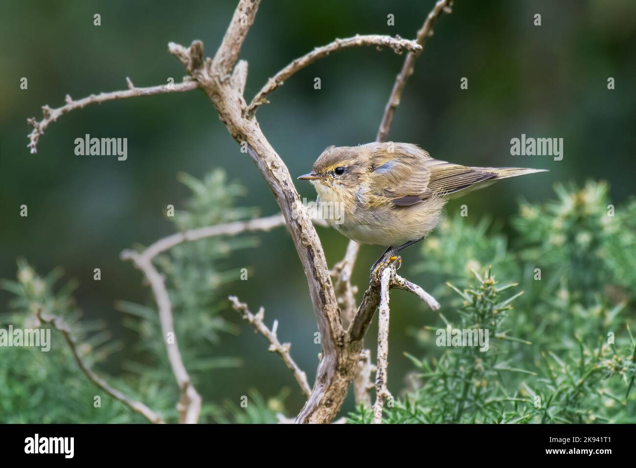 Juvenile chiffchaff hi-res stock photography and images - Alamy