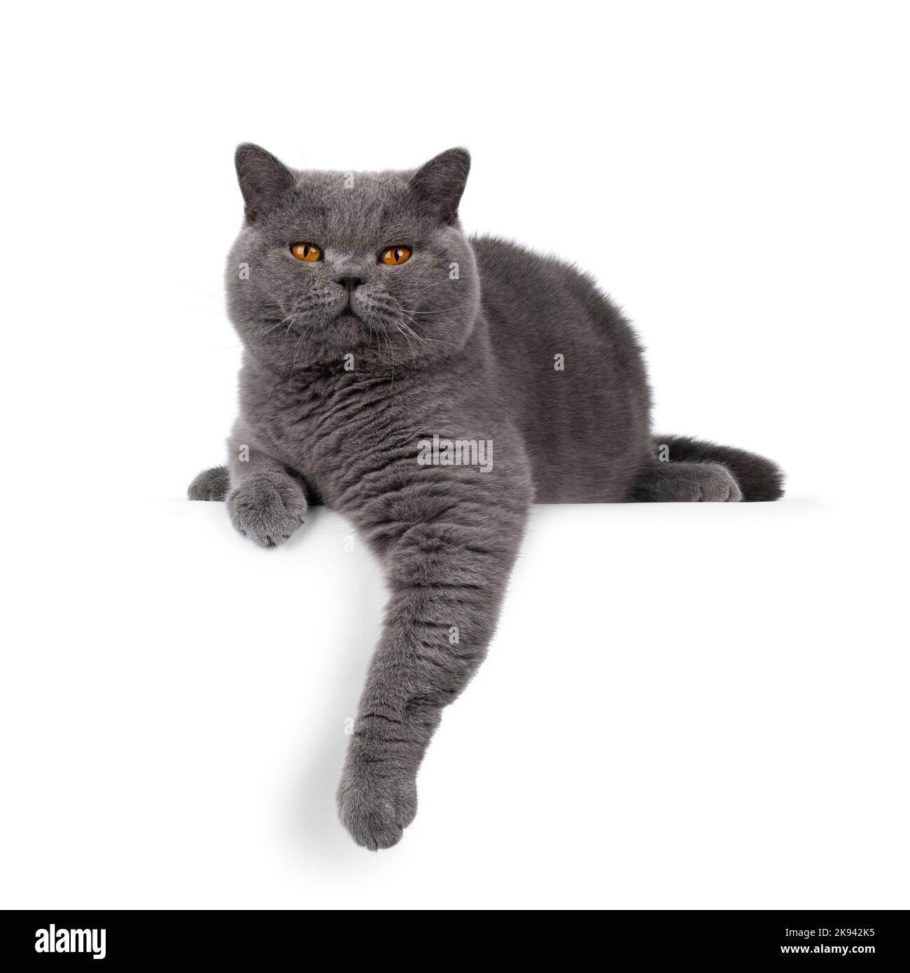 Handsome adult solid blue male British Shorthair cat, laying down ...