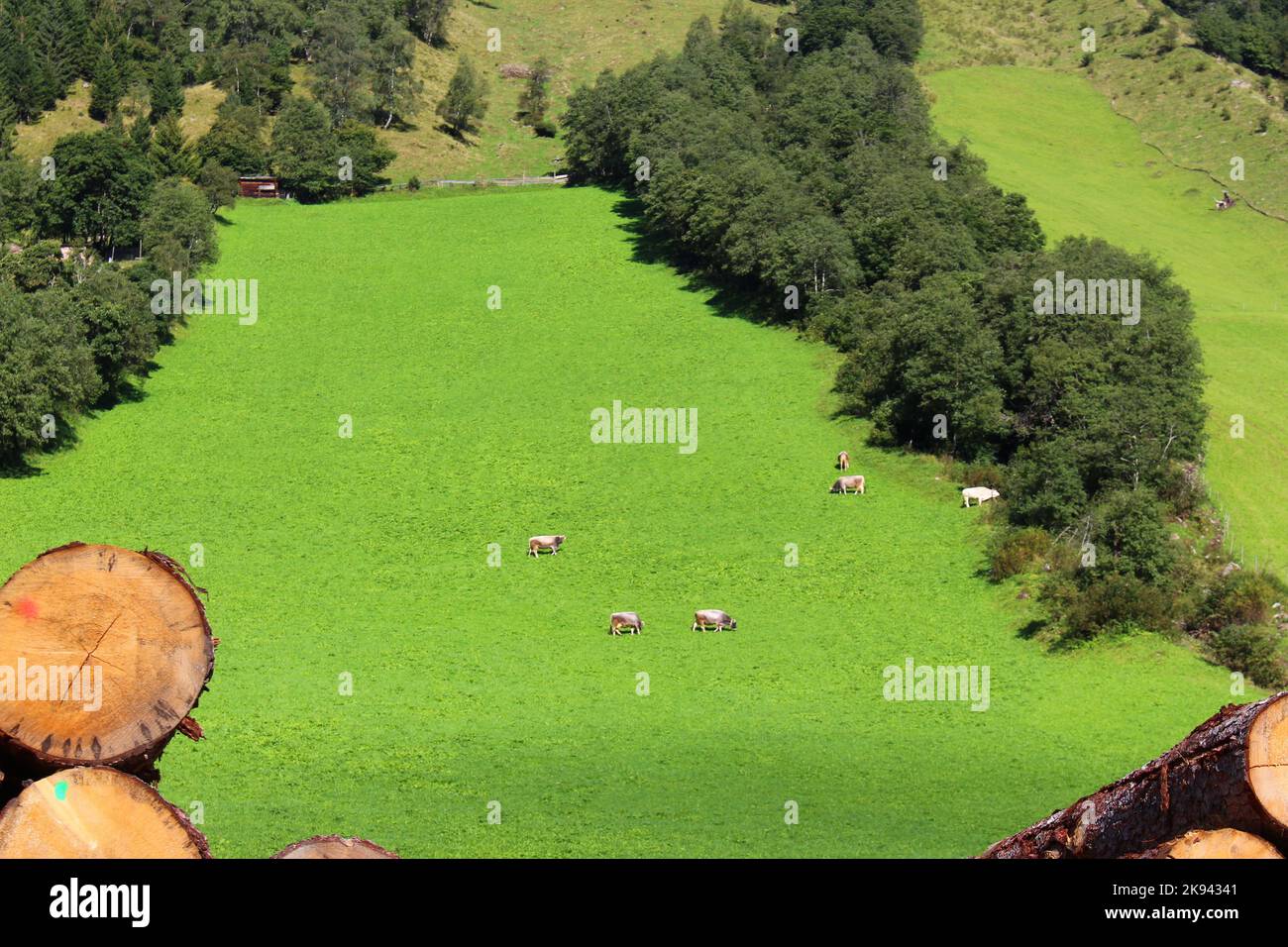 Tyrol cows hi-res stock photography and images - Alamy