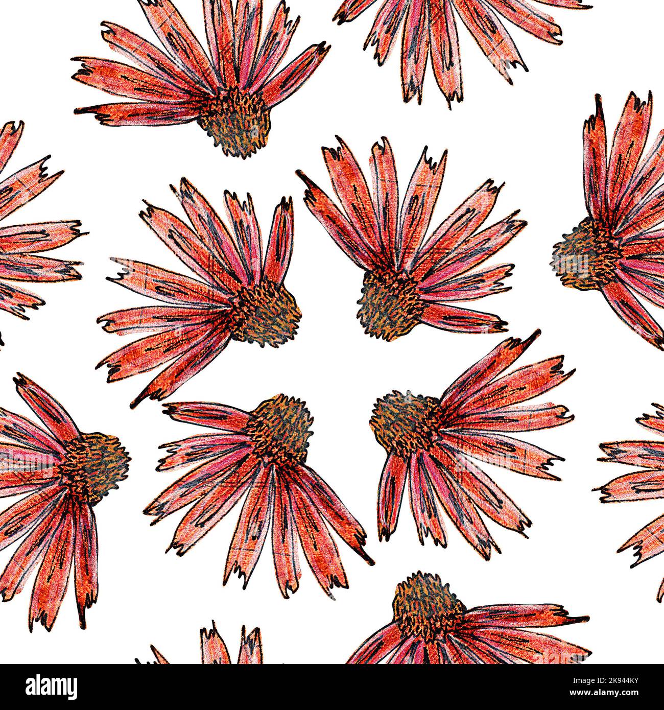 Pink Flower Echinacea hand draw botanical illustration, seamles pattern ...