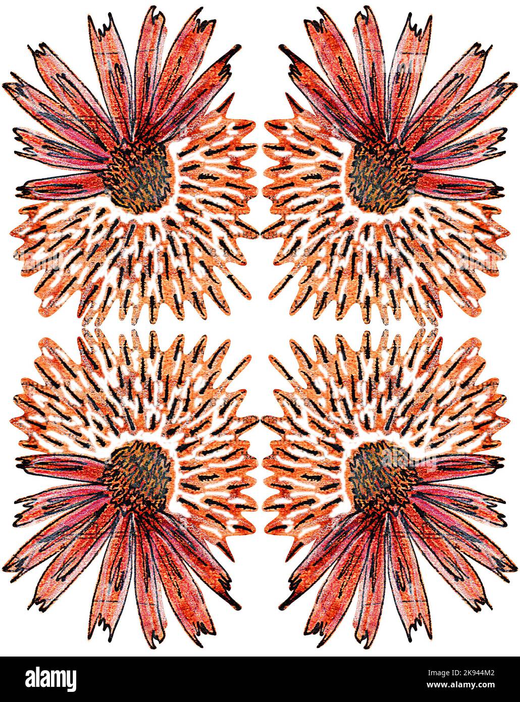 Pink Flower Echinacea hand draw botanical illustration, pattern ...