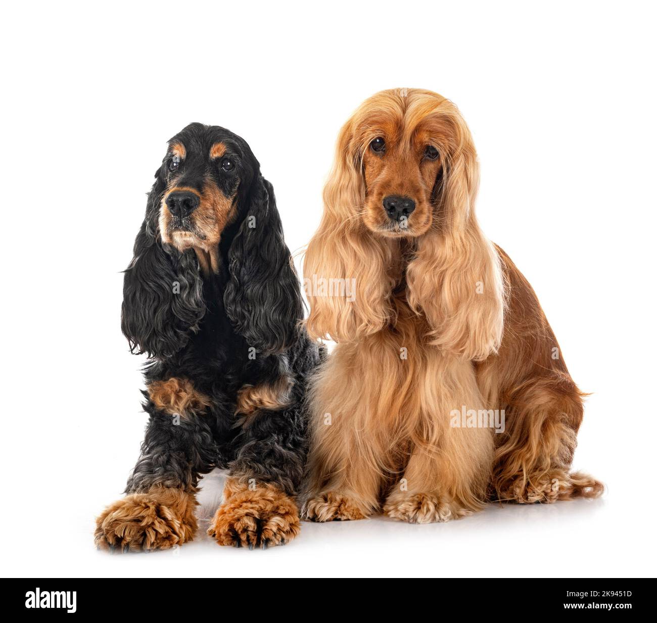 English Cockers Spaniels in front of white background Stock Photo - Alamy
