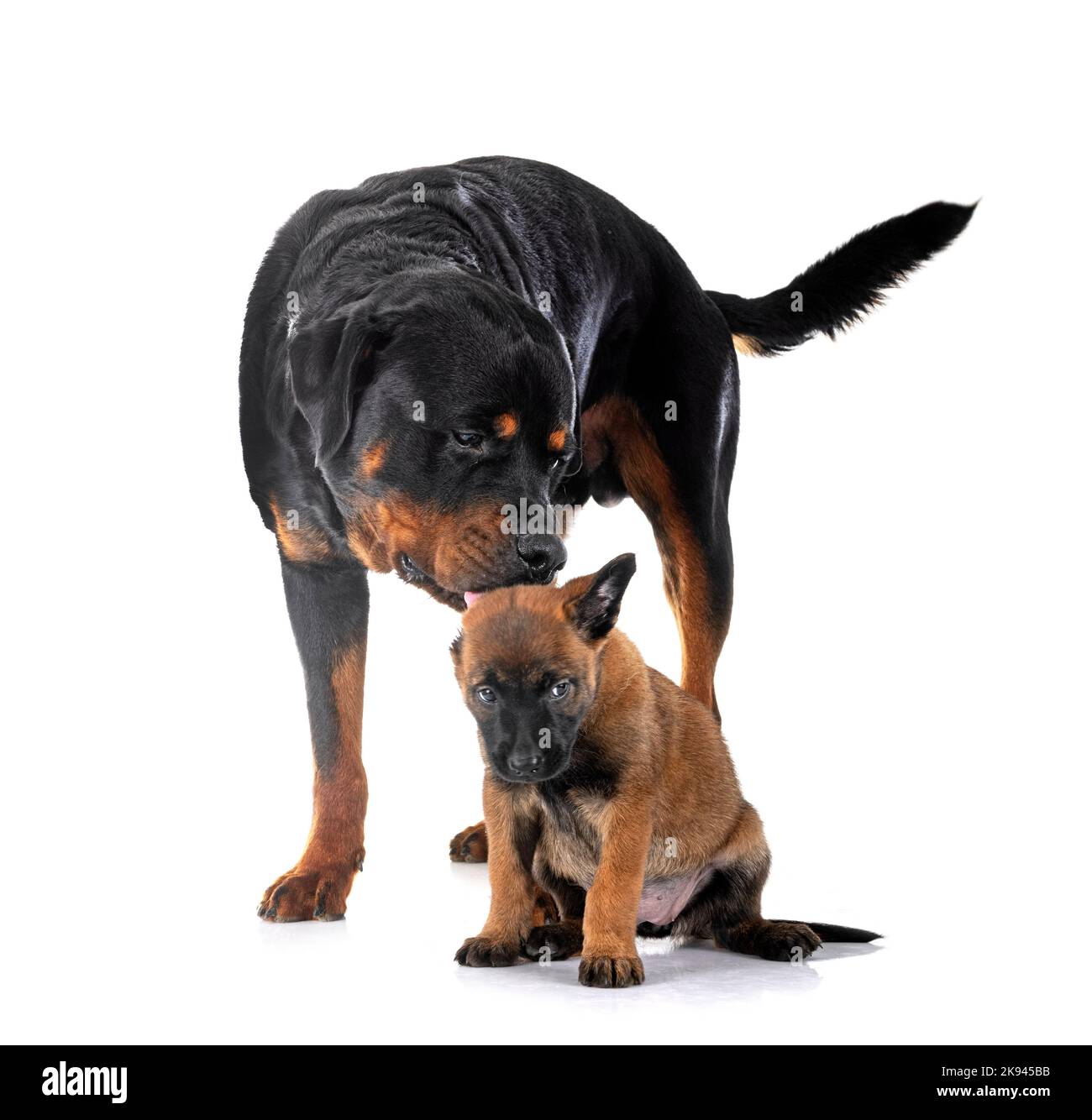 puppy belgian shepherd and rottweiler in front of white background ...