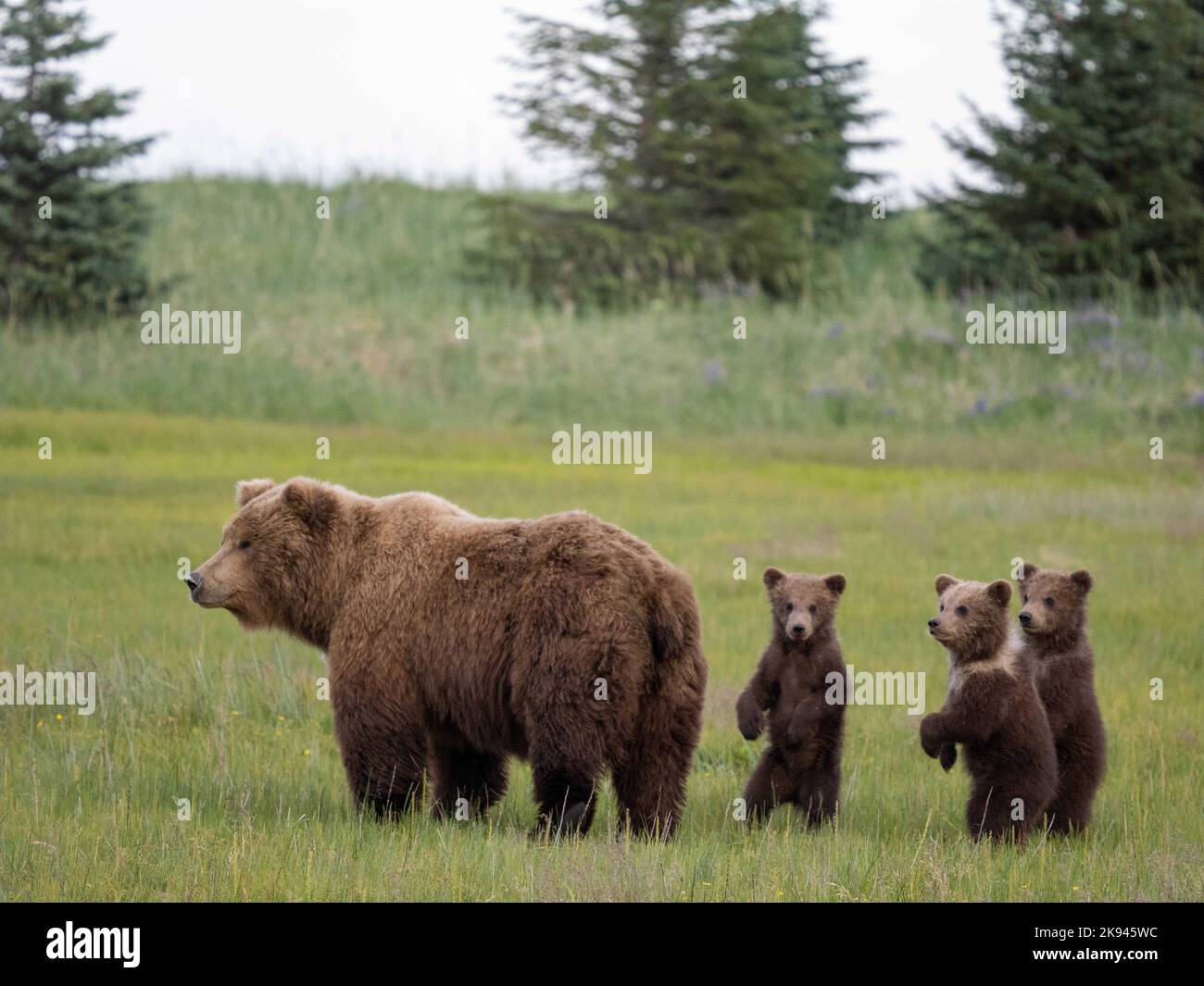 These three bear cubs stand on alert behind their mother. Alaska, USA ...