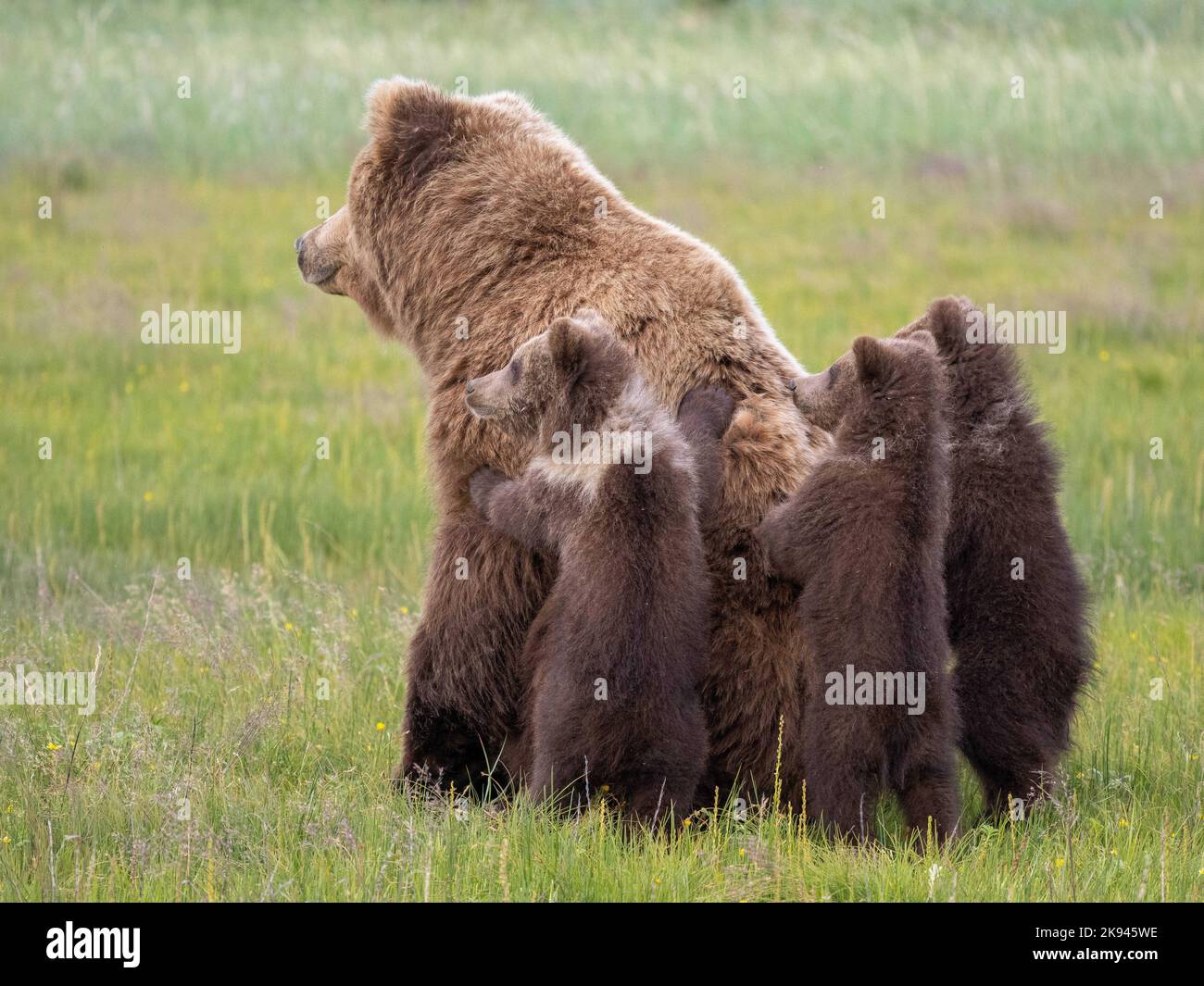 A Strange Bear Approaches As They Hug Mum Alaska USA THESE ADORABLE