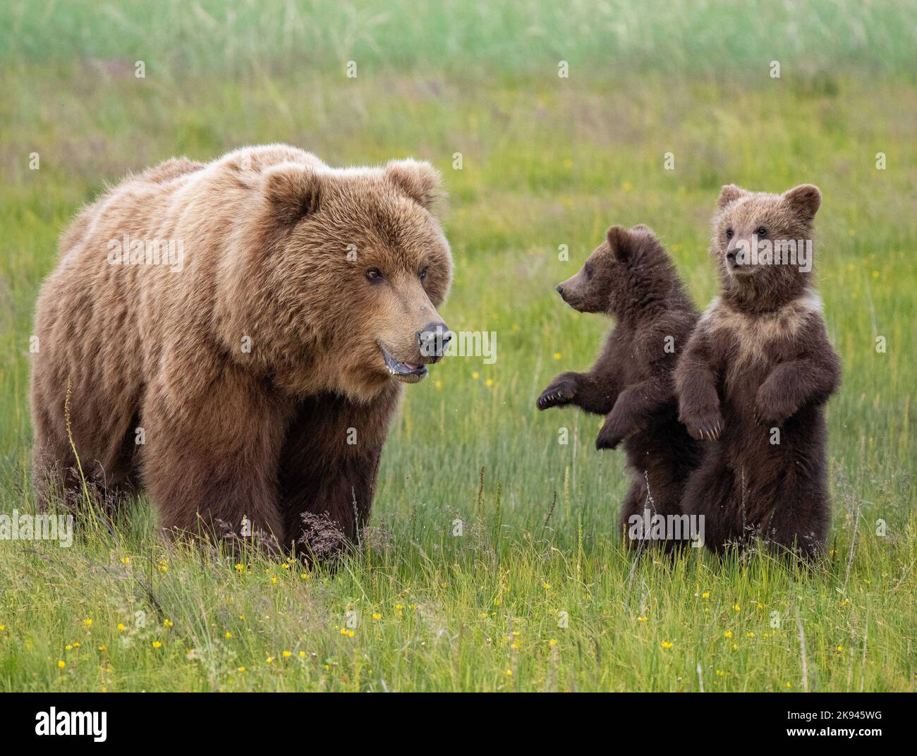 The cubs practice the actions they have seen from mum. Alaska, USA ...