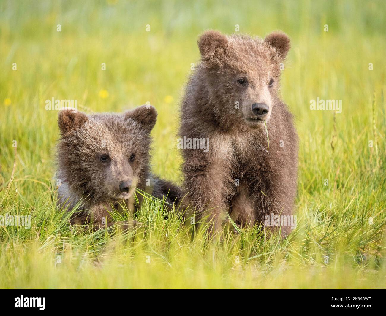 Shot in Alaska. Alaska, USA: THESE ADORABLE images show three young ...