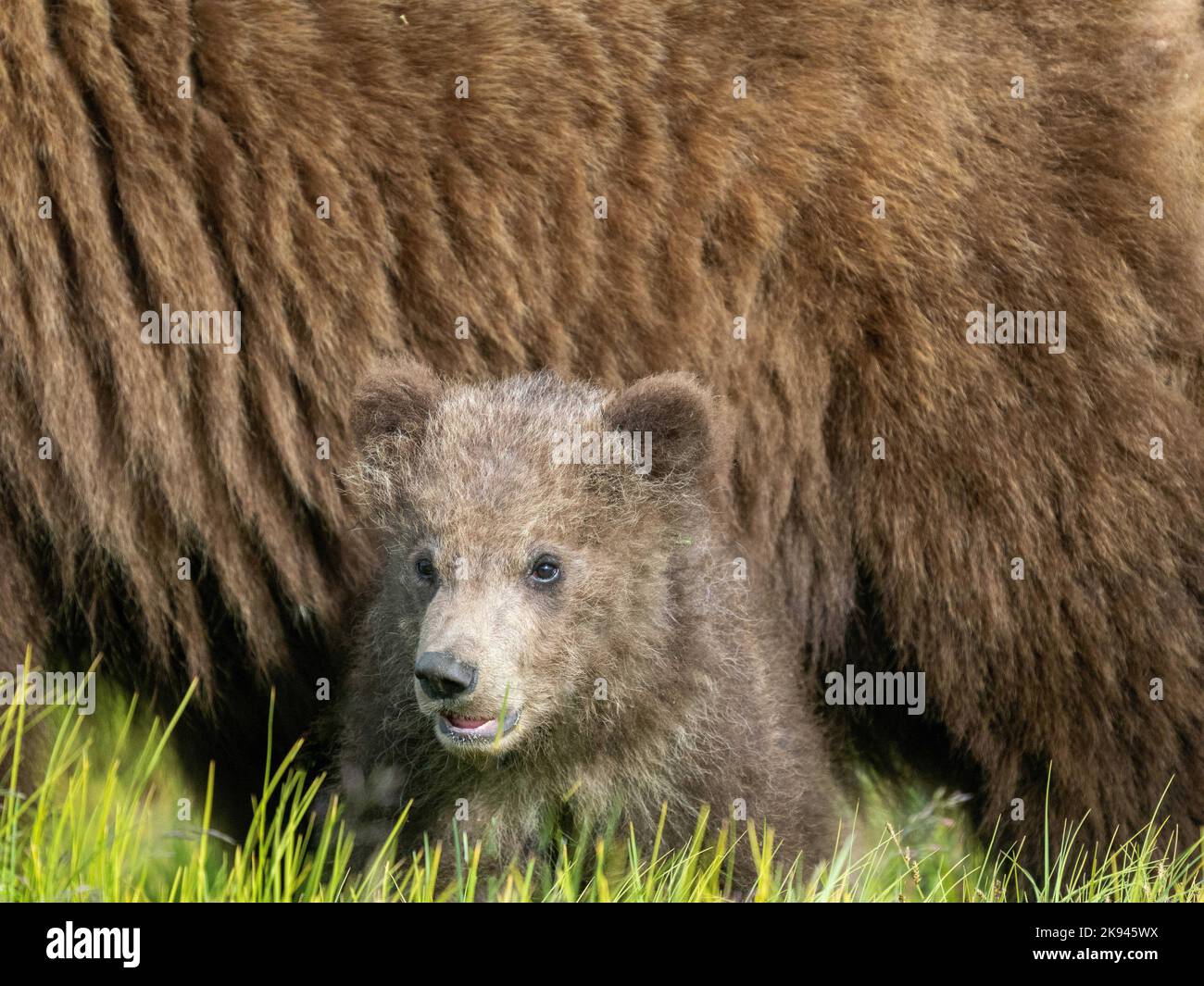 The cub sticks close to mum. Alaska, USA: THESE ADORABLE images show ...