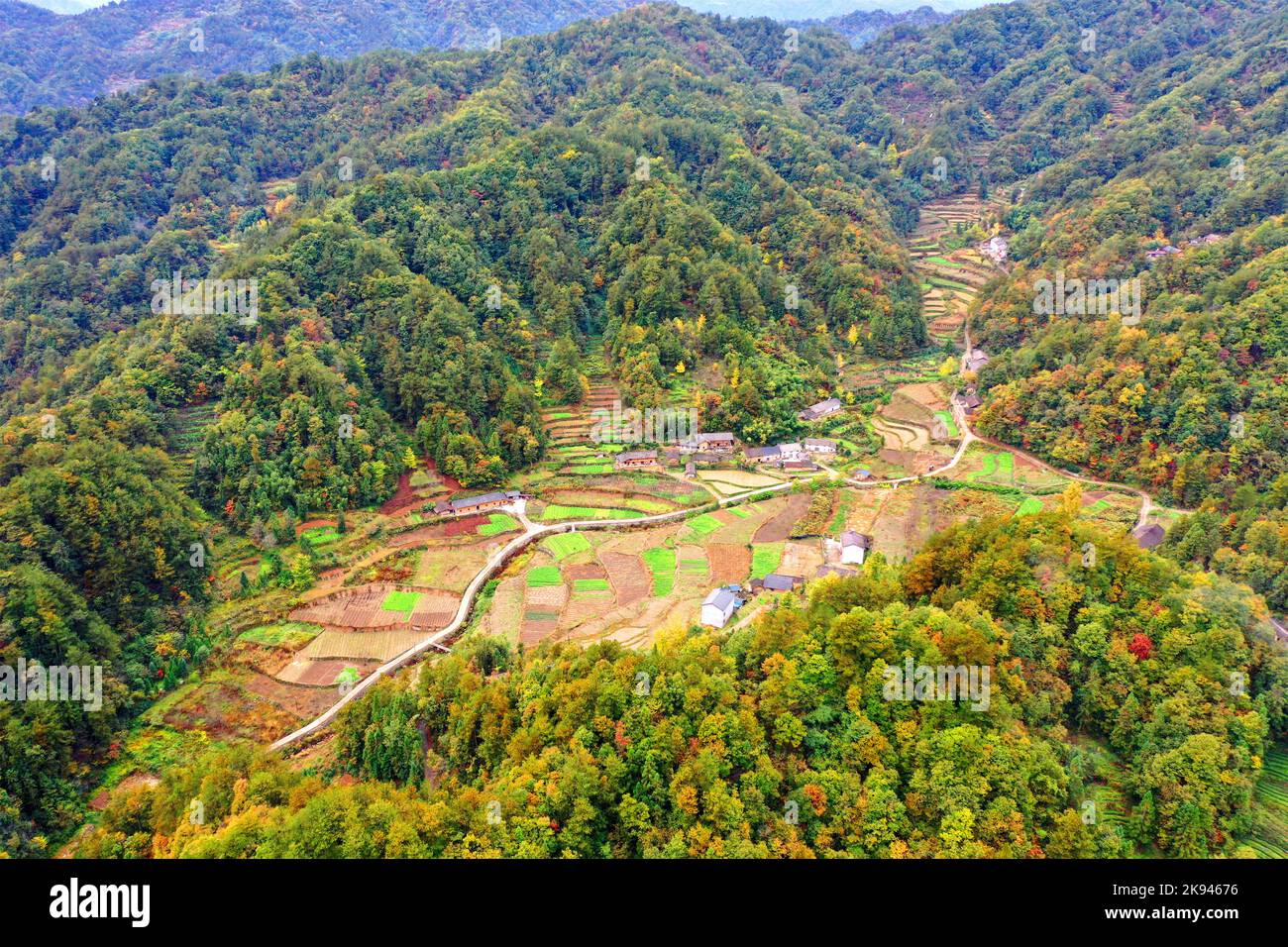 Thousand-years gingko tress in Yiling District, Yichang City, central ...