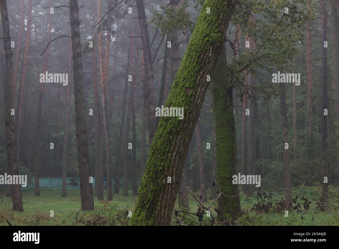 Foggy pine forest hi-res stock photography and images - Alamy