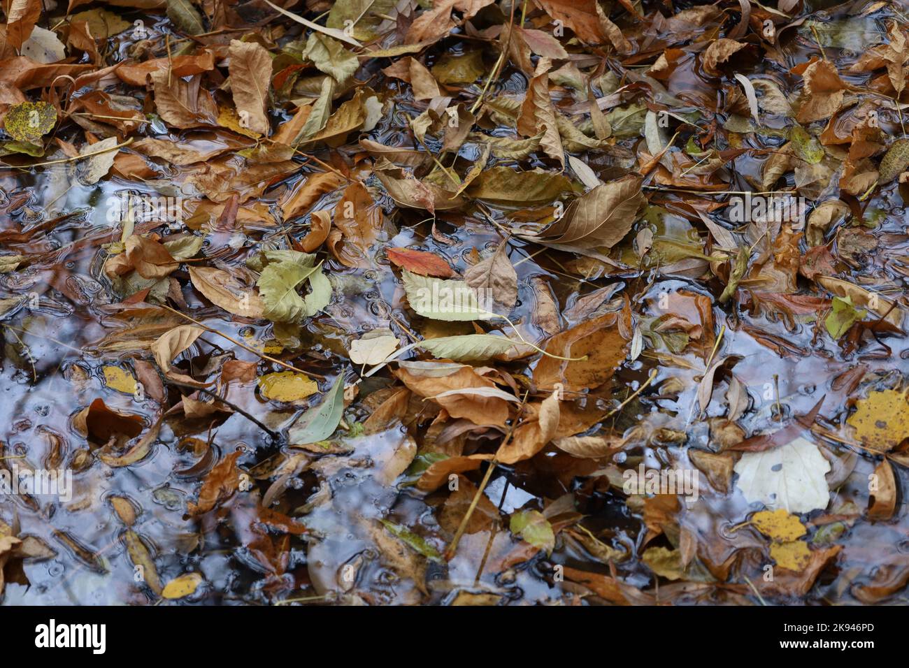 Autumn puddle dry leaves reflection hi-res stock photography and images - Alamy