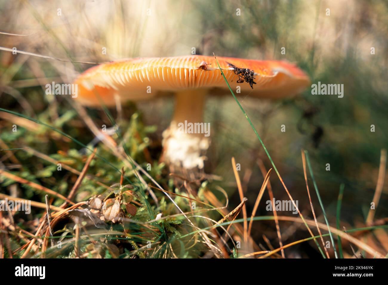 close-up of a wild mushroom with a red cap growing in the grass Stock ...