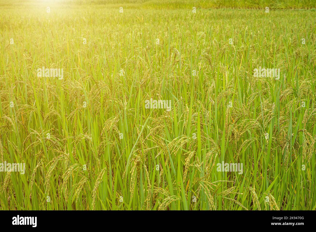 Organic jasmine rice field at country side in Thailand Stock Photo - Alamy