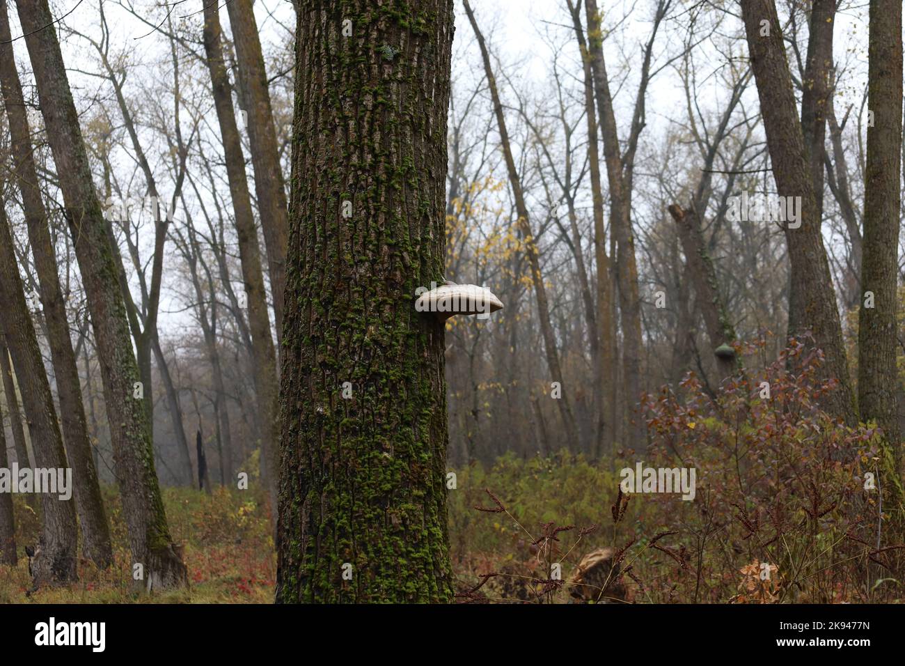 Fungus tree mushroom poison fungus hi-res stock photography and images ...