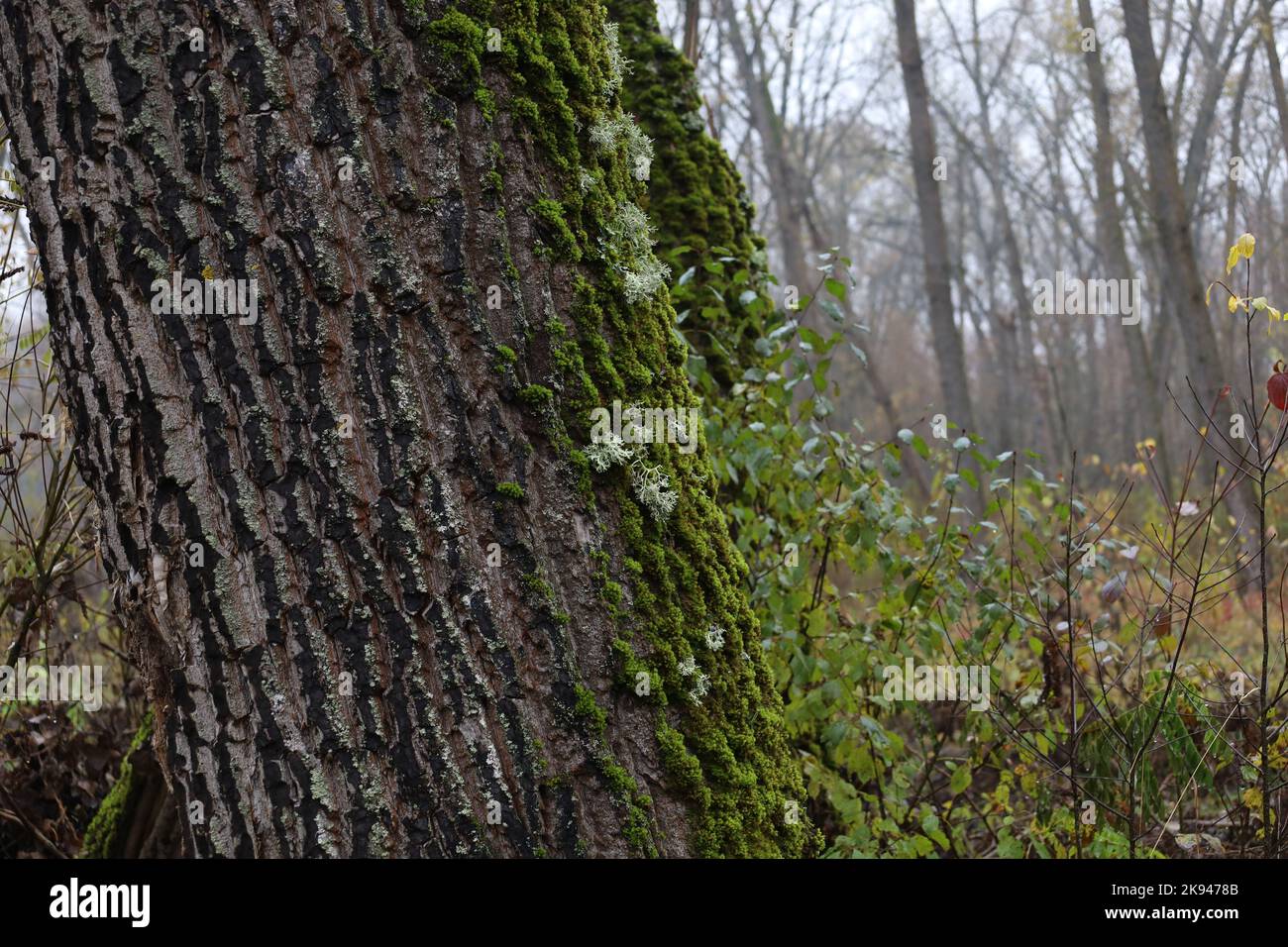 Evernia prunastri on the moss covered tree, autumn forest Stock Photo ...