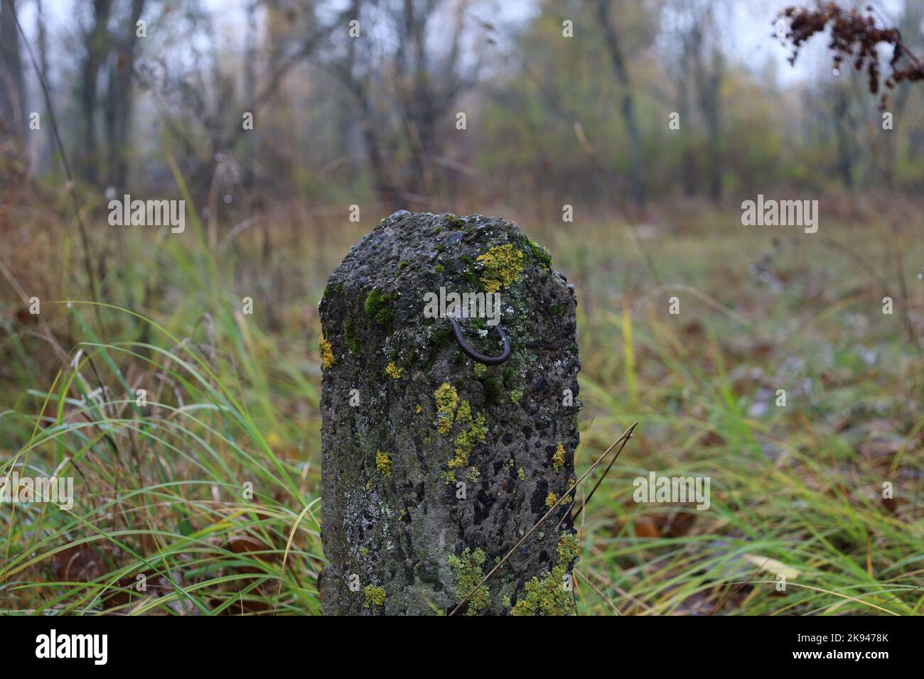 Old concrete structures in the forest covered with moss Stock Photo - Alamy