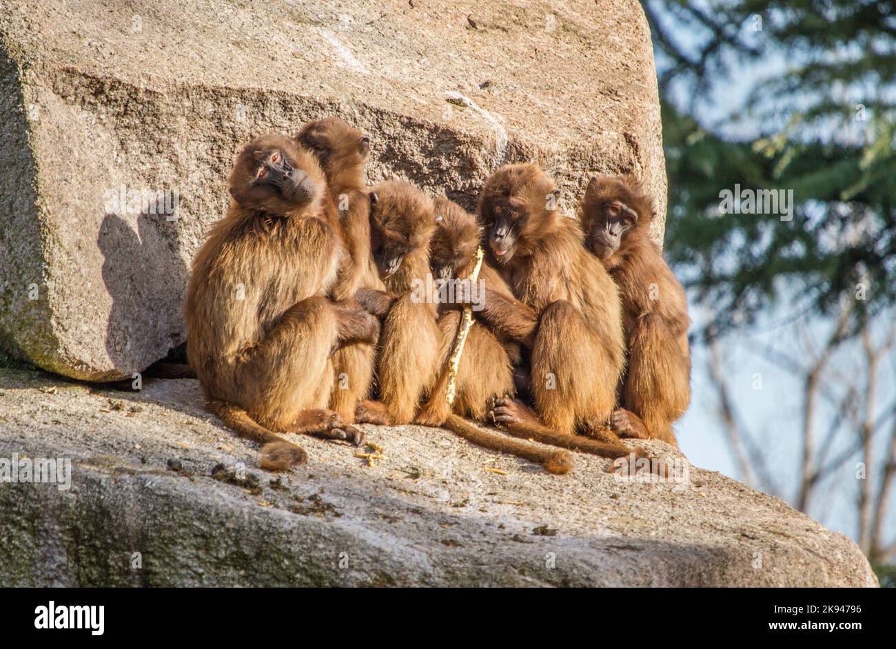 Group of Japanese macaques sitting close together on a rock at Wilhelma ...