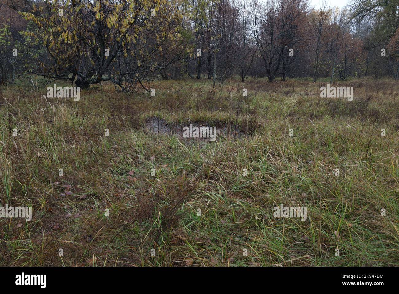 Crater after a shell hit, war in Ukraine, demining Stock Photo - Alamy