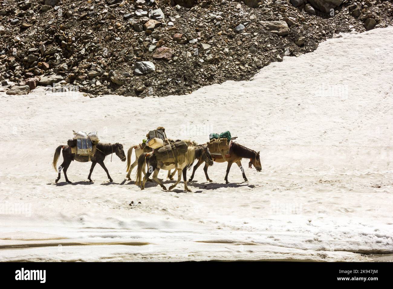 Pack mules and horses walking on the thick snow of a trekking trail on ...