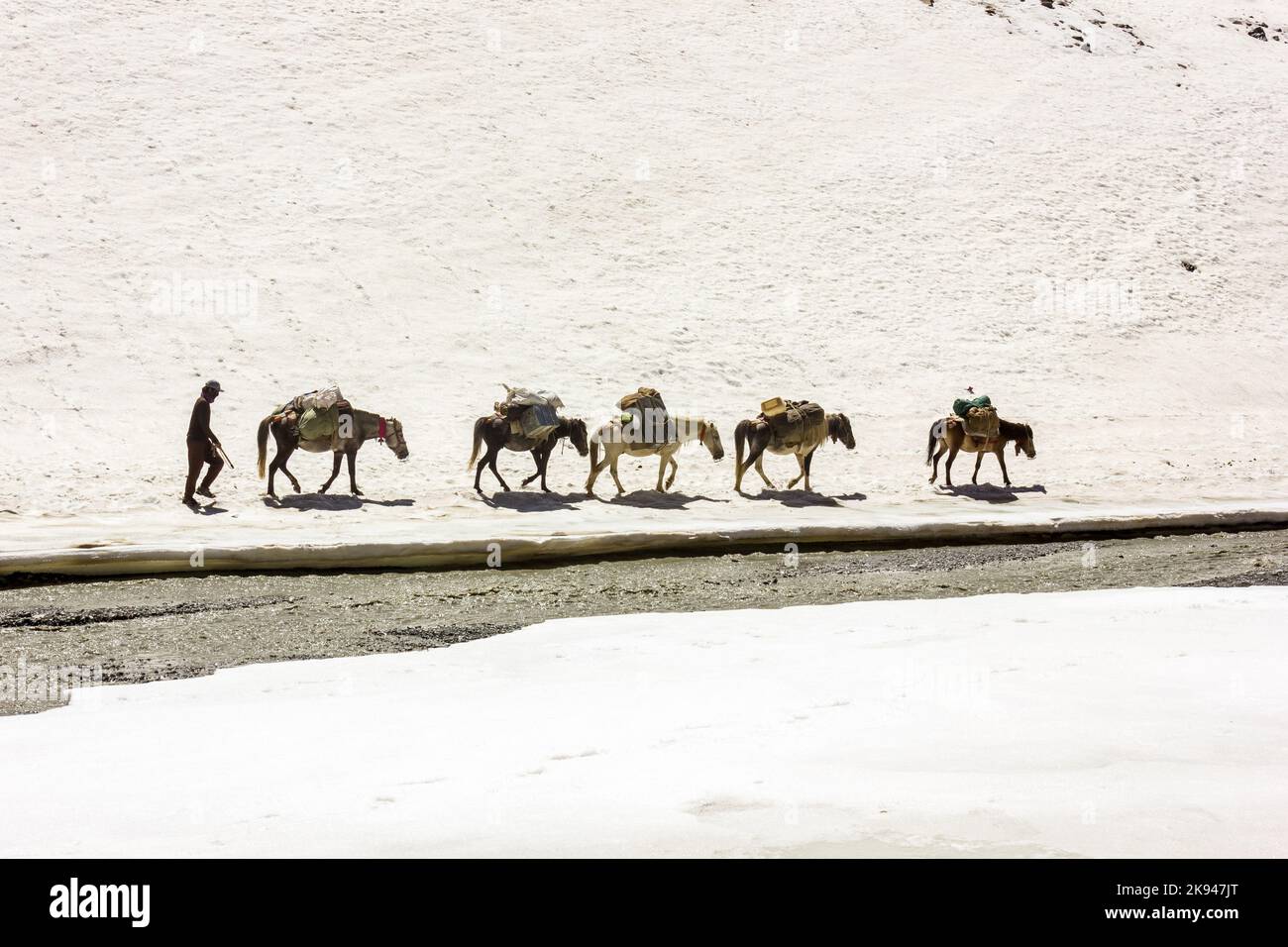 Zanskar, India - July 2021: A man herding a group of pack mules and ...