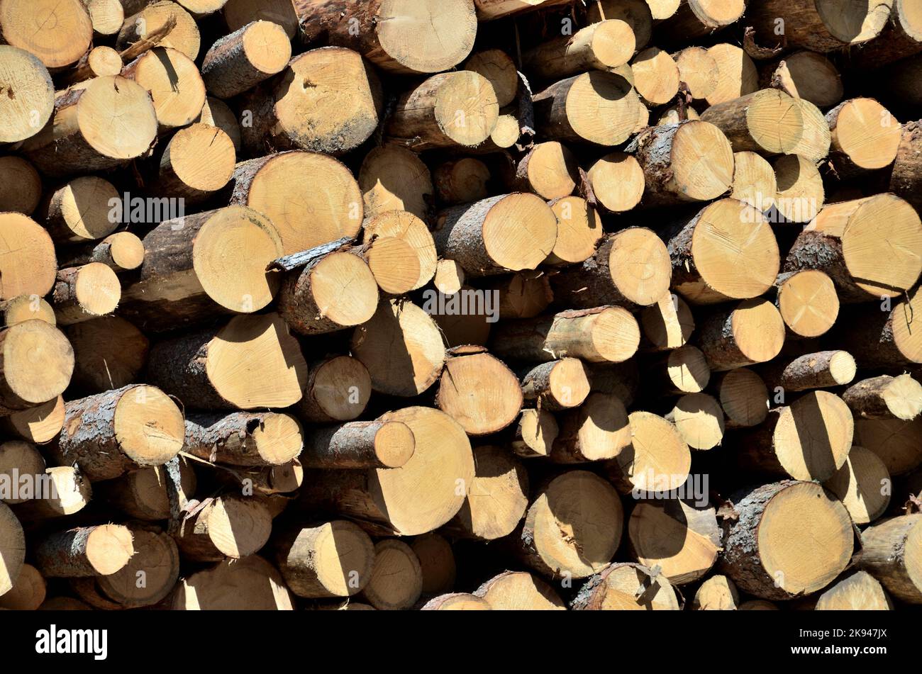 Stacked logs after forest cleaning work Stock Photo - Alamy