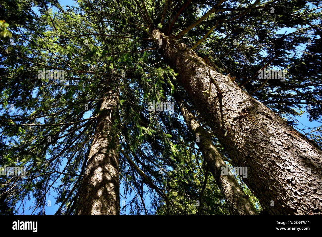 Large plants of the alpine wood rise to catch the rays of the sun Stock ...
