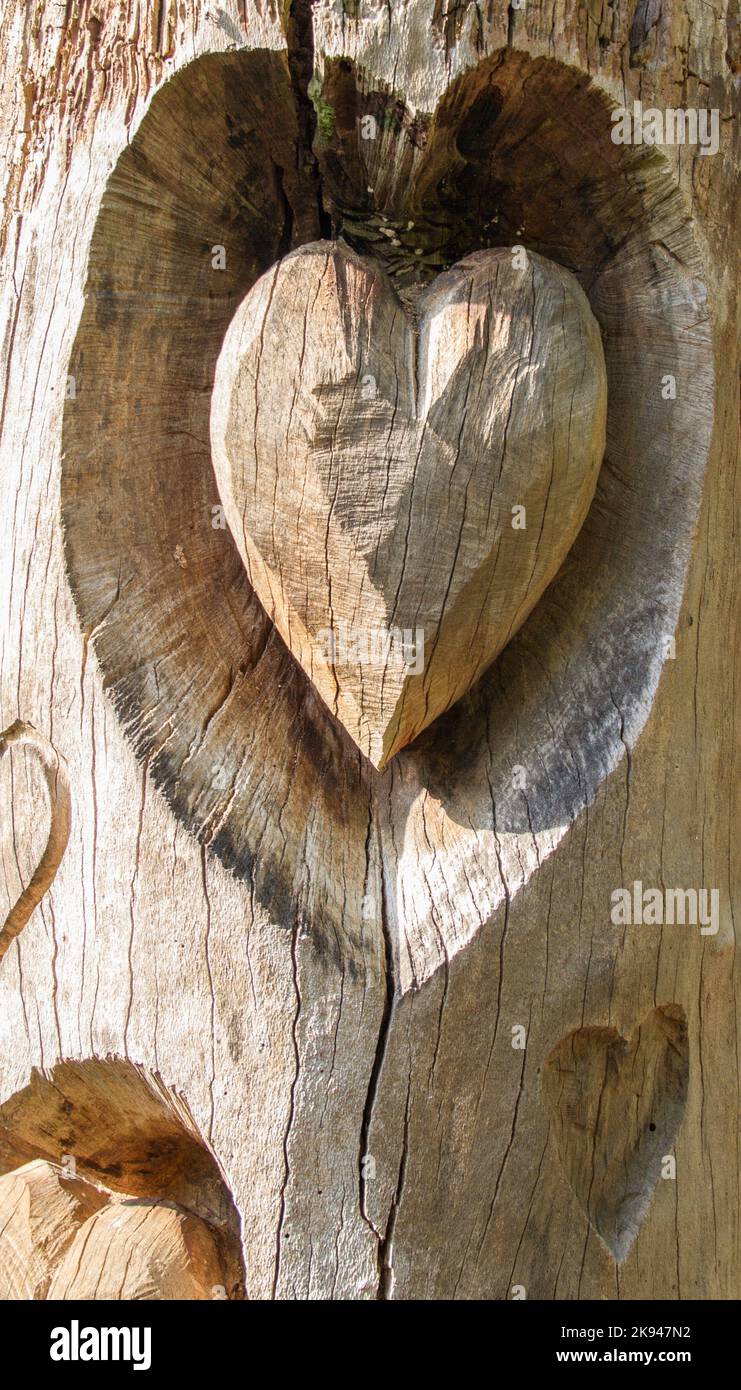 Symbol of love - heart shape carved in wooden tree trunk Stock Photo ...