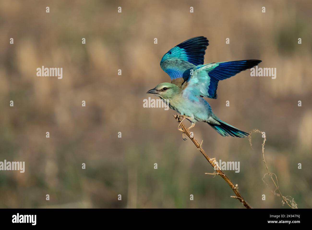 European roller (Coracias garrulus). This migrant bird is the only ...