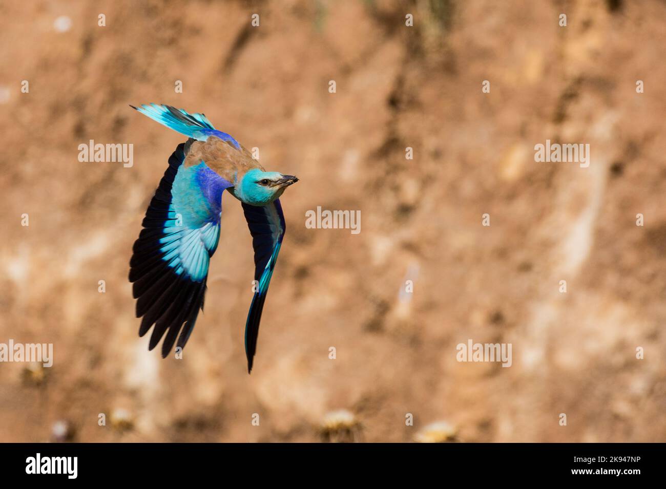 European roller (Coracias garrulus). This migrant bird is the only ...