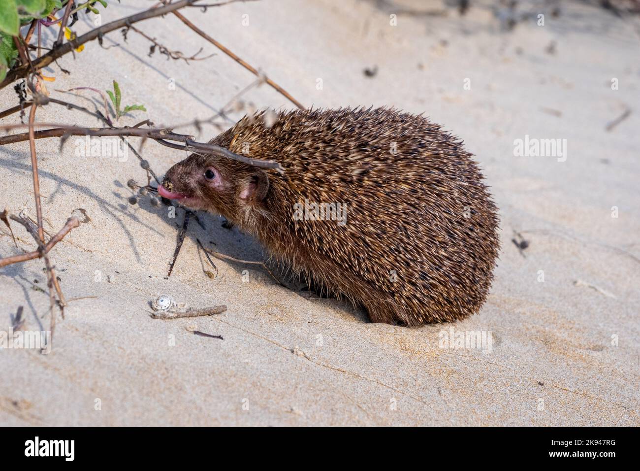 Southern white-breasted hedgehog (Erinaceus concolor) (AKA Eastern ...
