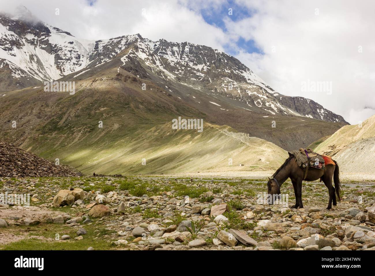 A brown horze grazing with a snow capped Himalayan mountain in the ...