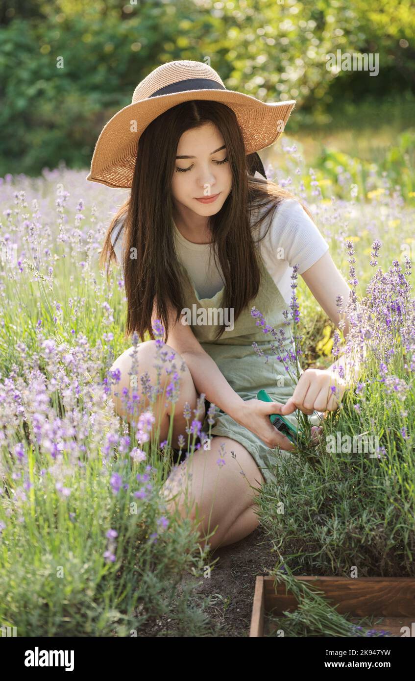 Young girl cuts lavender with secateurs. Gardening concept - young ...