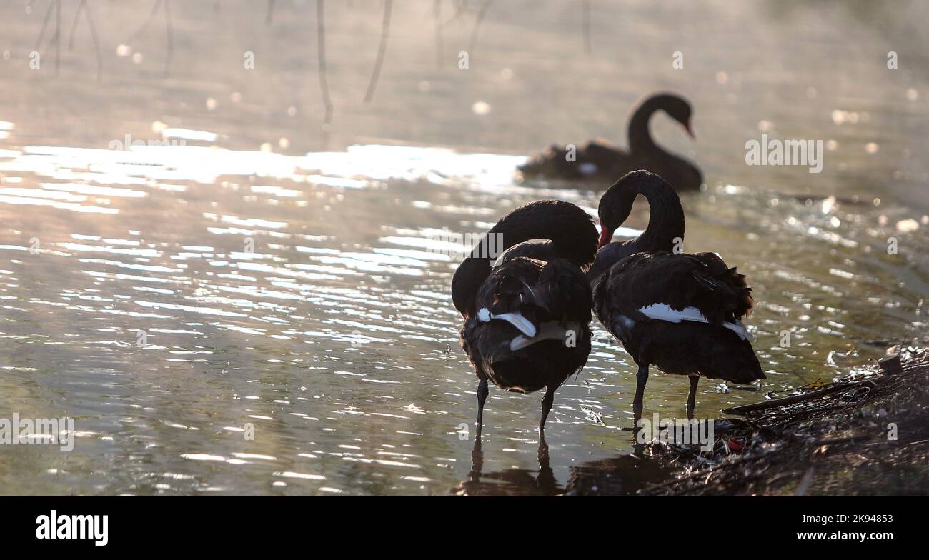 Black swans courting in the lake surrounded by morning fog in Handan ...