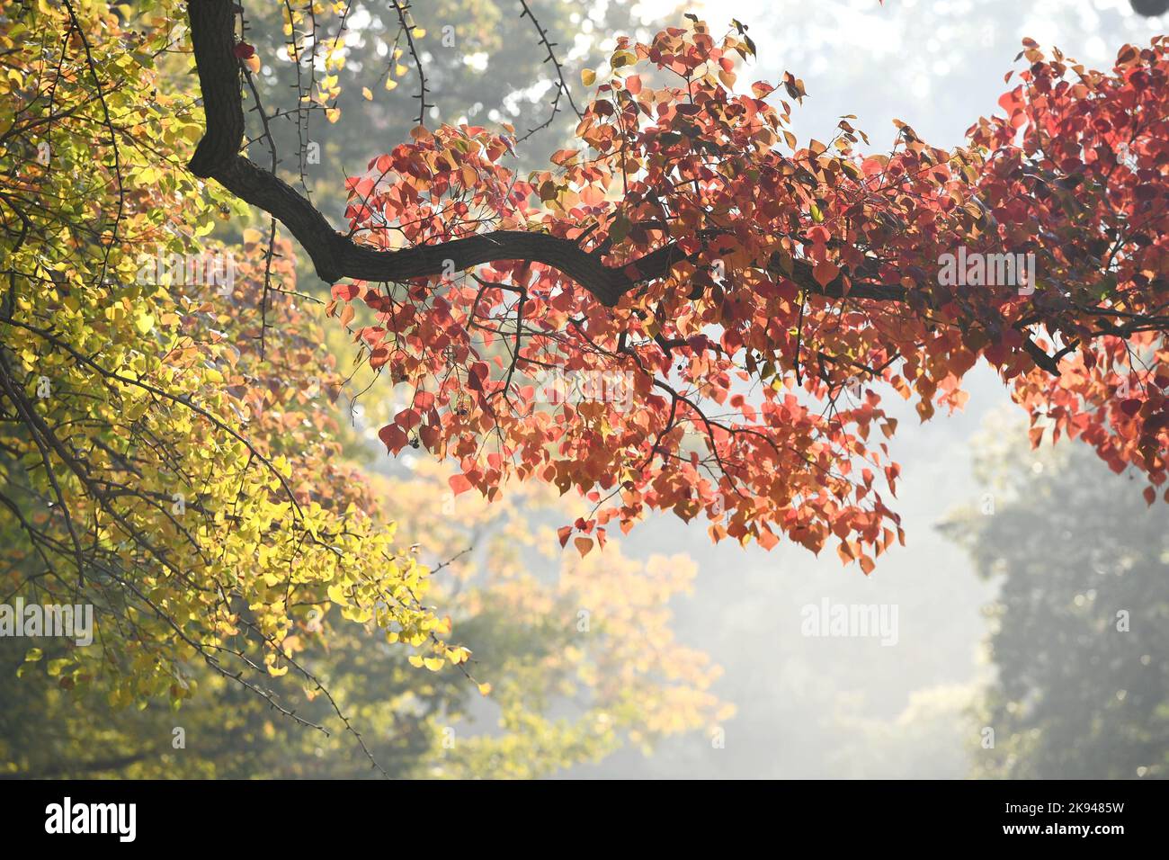 Autumn viewing season in Mingxiao Tomb,Stone Statue road which been ...