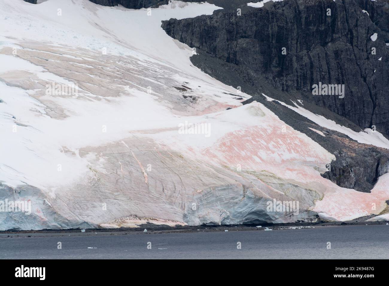 red snow algae in ice and snow on shores of errera channel. antarctic ...