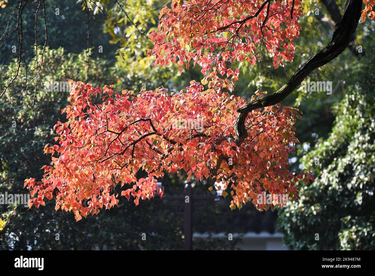 Autumn viewing season in Mingxiao Tomb,Stone Statue road which been ...