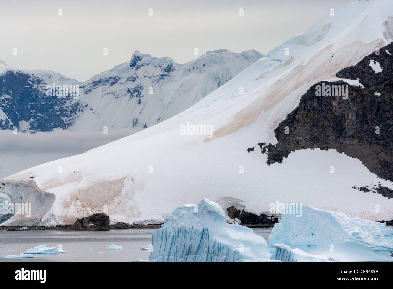 red snow algae in ice and snow on cuverville island. errera channel ...